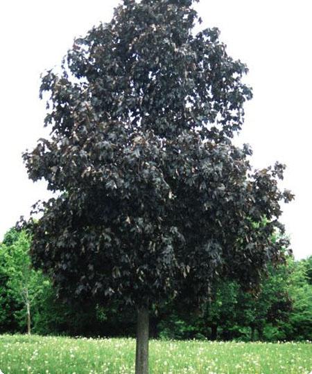 Acer Royal_Red_Maple_Tree | Faltz Landscaping & Nursery