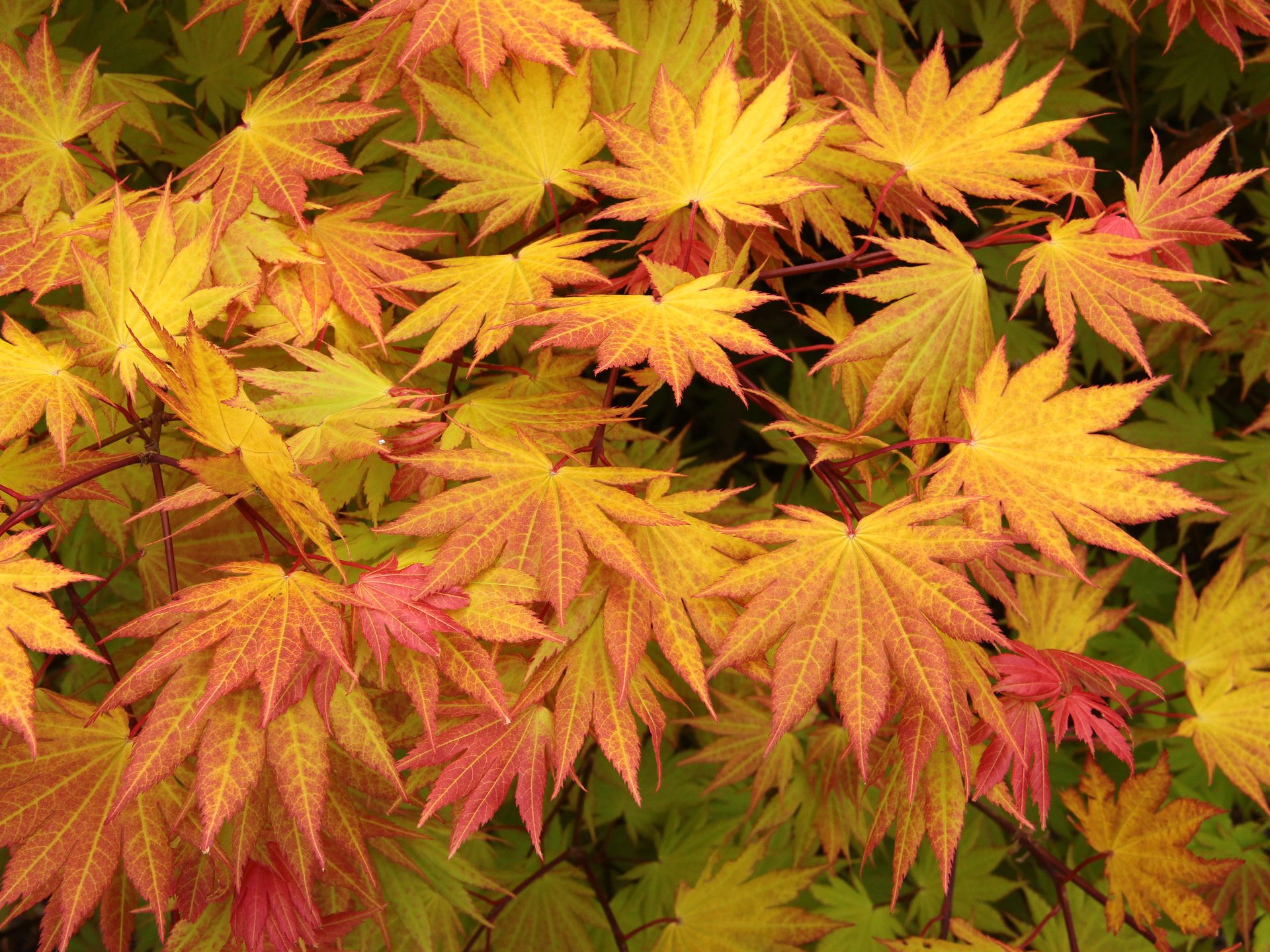 Autumn Moon Japanese Maple | Faltz Landscaping & Nursery
