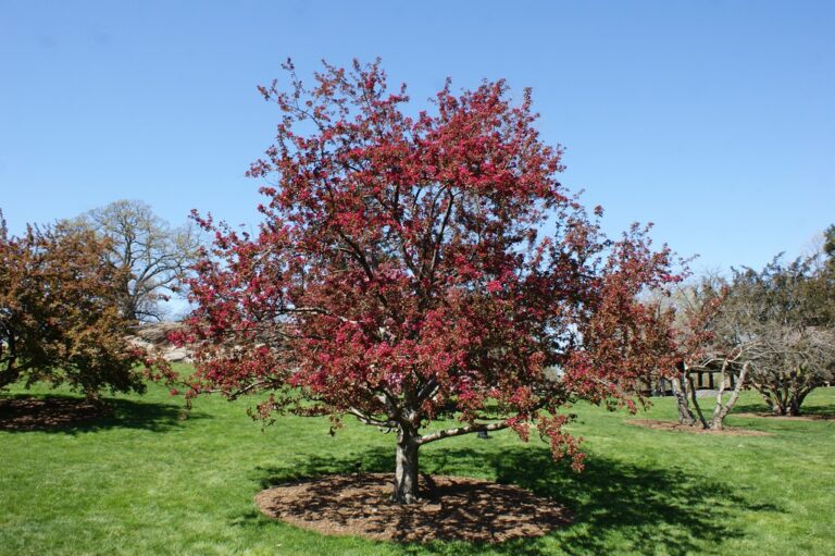 Radiant Crabapple | Faltz Landscaping & Nursery