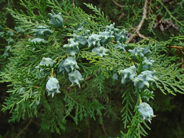 Evergreen : Alaskan Shrubs | Faltz Landscaping and Nursery Faltz ...