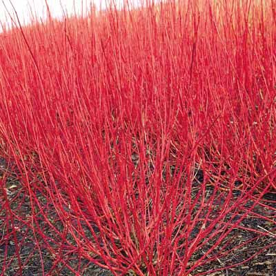 Cornus ‘red twig’ | Faltz Landscaping & Nursery