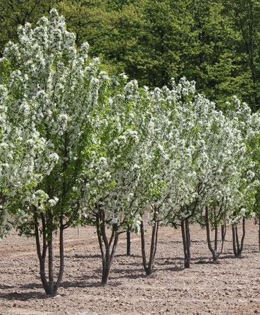 Malus ‘Clump Spring Snow’ | Faltz Landscaping & Nursery