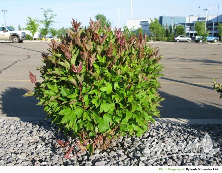 Viburnum trilobum ‘Bailey Compact’ | Faltz Landscaping & Nursery