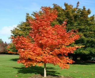 Acer Fall Fiesta | Faltz Landscaping & Nursery