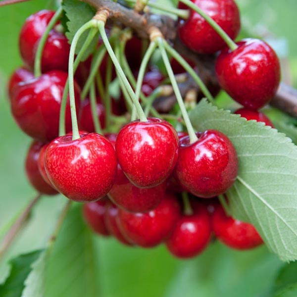 North Star Cherry | Faltz Landscaping & Nursery